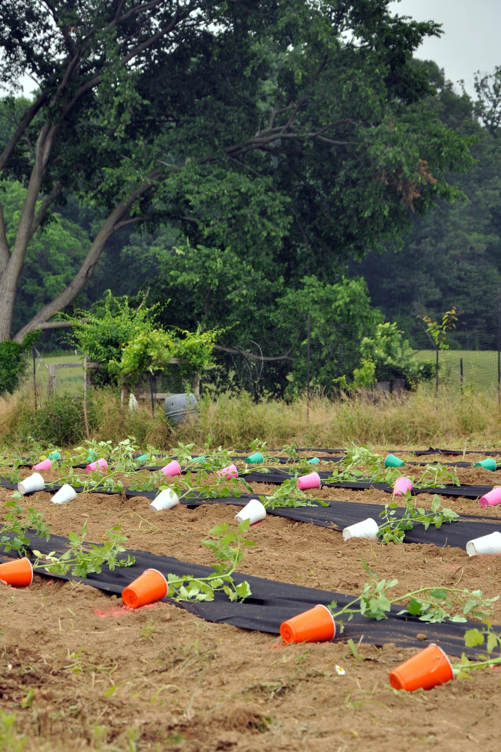 ROOTS Tomato Planting - News & Photos - McDonogh School