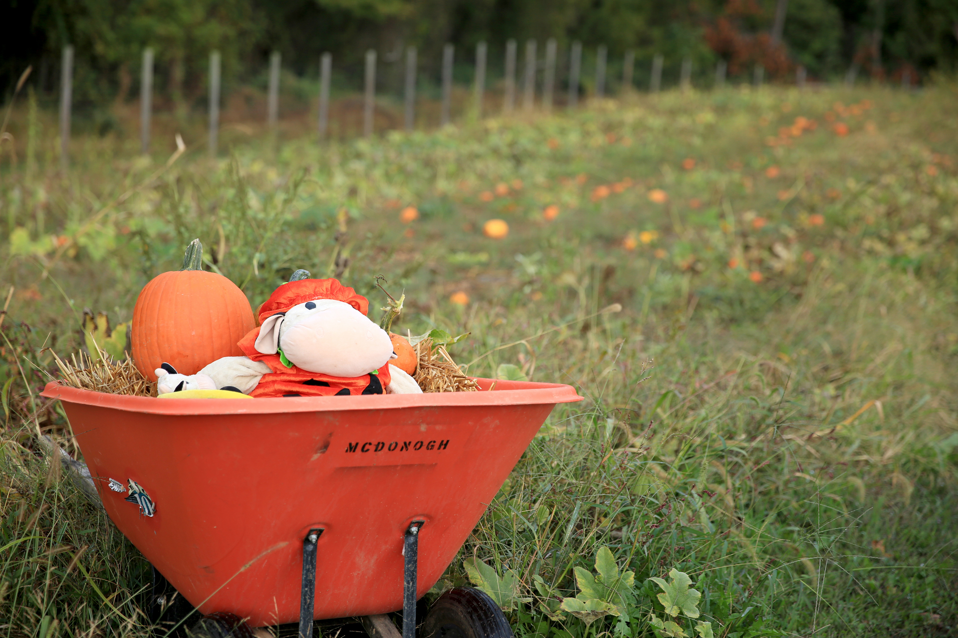 Kindergartners Pick Pumpkins Planted in the Spring - News & Photos ...